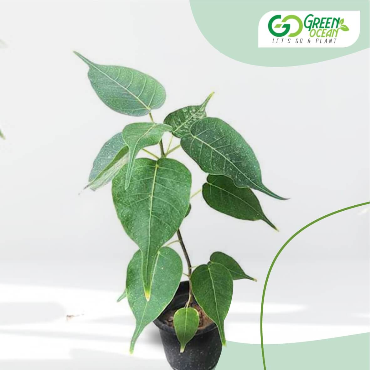 Peepal Plant - Green Ocean: Buy Plants Online | Premium Corporate Gifts ...