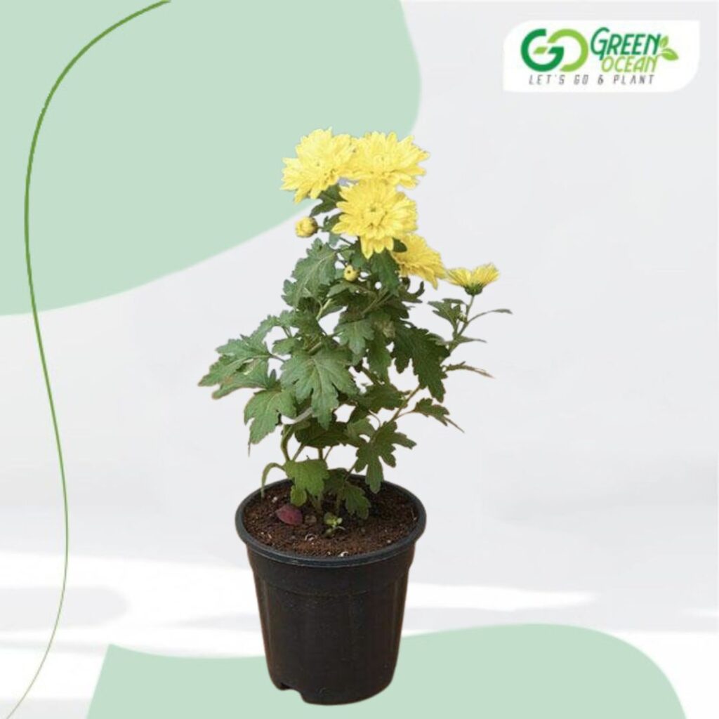 Shevanti - Green Ocean: Buy Plants Online | Premium Corporate Gifts ...