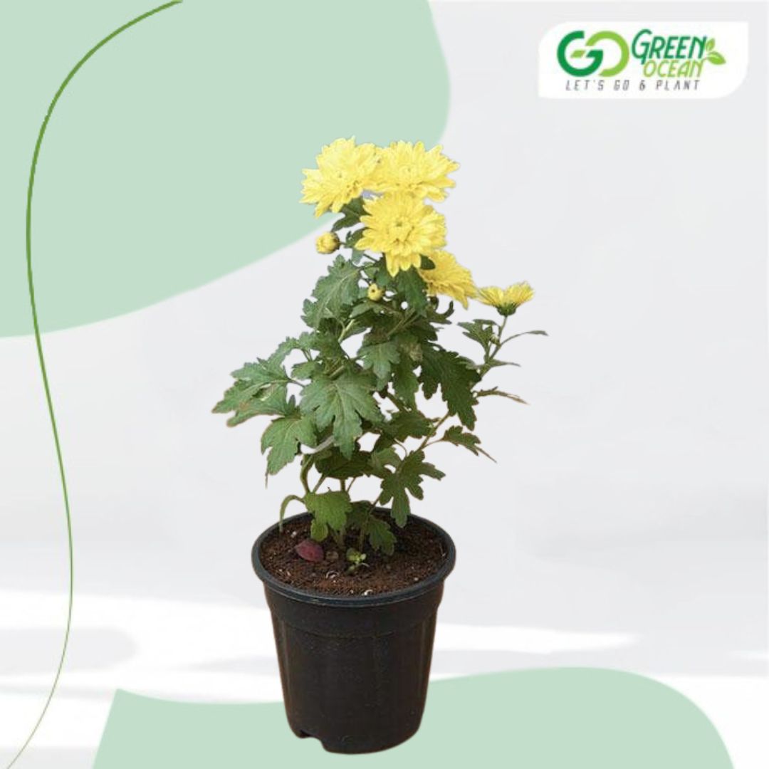 Shevanti - Green Ocean: Buy Plants Online | Premium Corporate Gifts ...